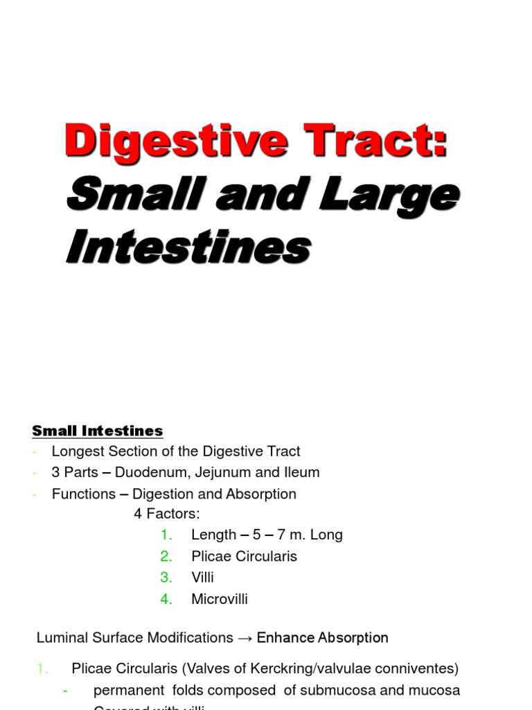 Histology Digestive Tract Small Large Intestines | PDF | Small ...