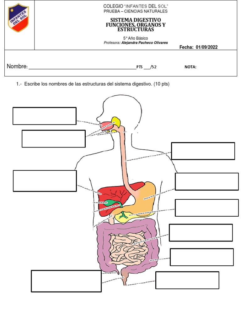 Prueba de Sistema Digestivo 5 Basico | PDF