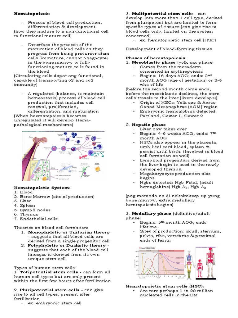 Hematology 1 Notes | PDF | Haematopoiesis | Hematopoietic Stem Cell