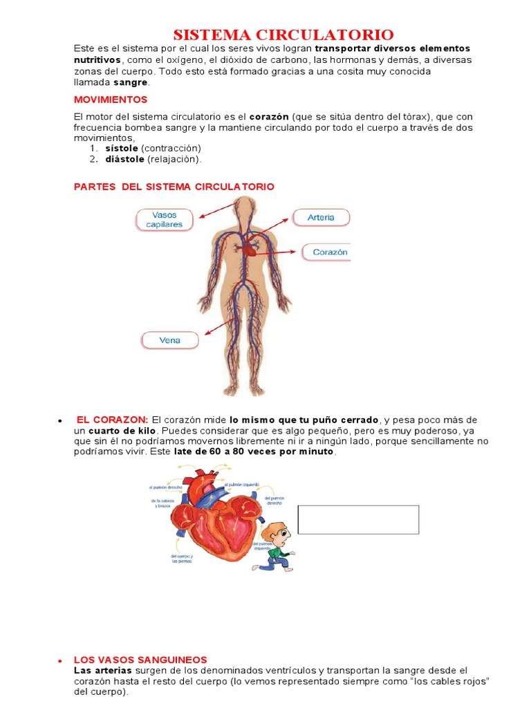 Ciencia 10 Sistema Circulatorio | PDF | Viajes y turismo