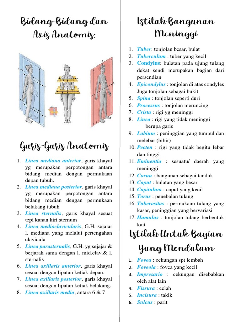 Anatomi Pdf