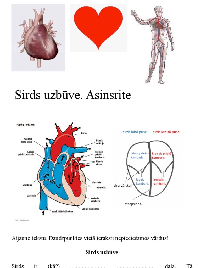 Biologija 8 KL Atkartosana 2 | PDF