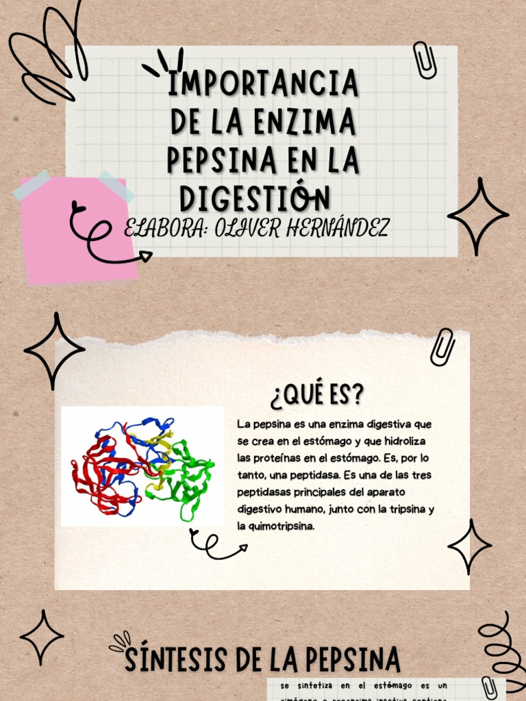 Pepsinógeno e Pepsina: Funções e Impactos | PDF