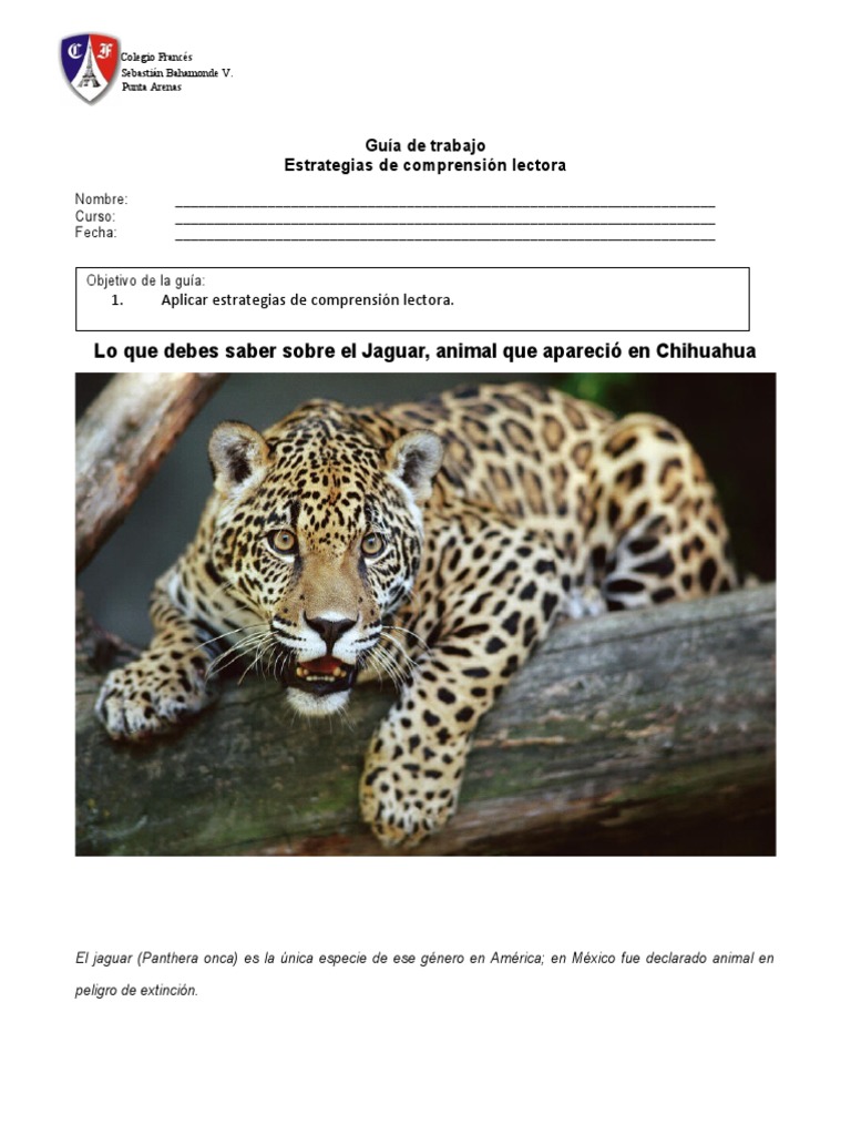 Estrategias de Comprensión Lectora: Jaguar | PDF | Jaguar | México