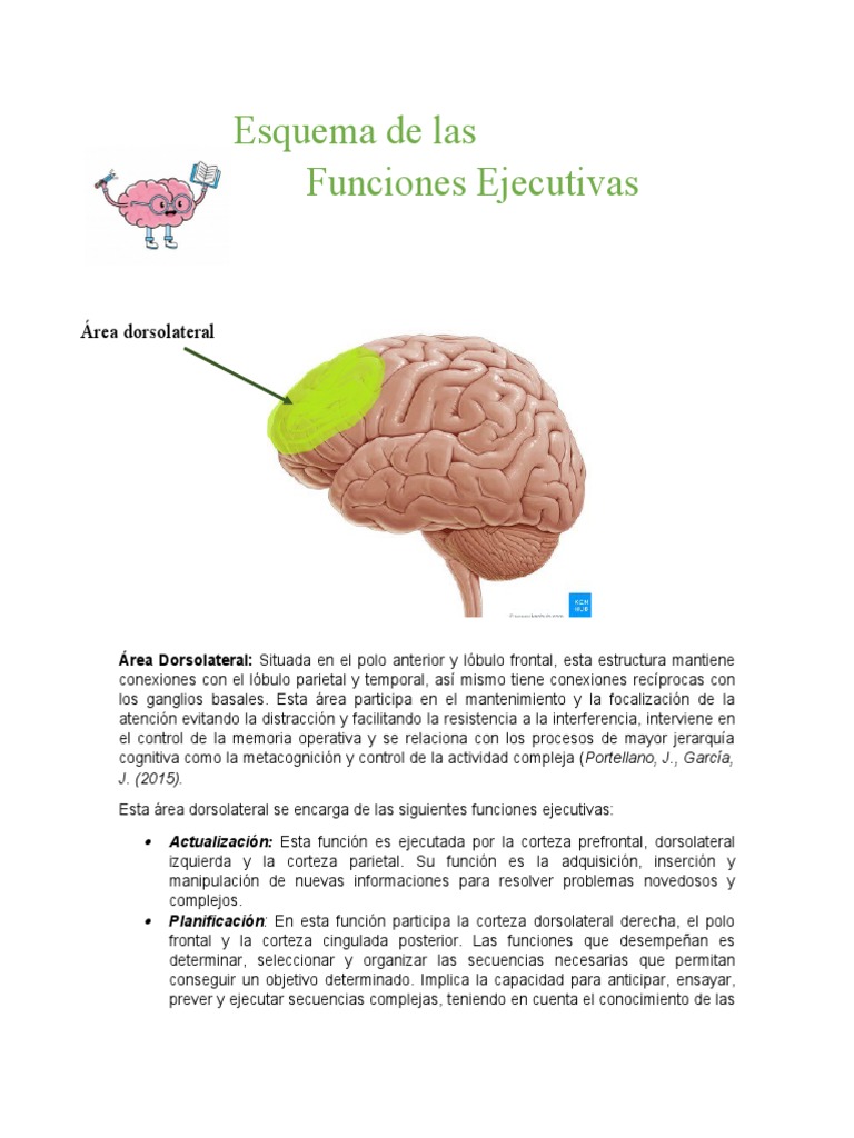 Esquema De Las Funciones Ejecutivas Pdf Corteza Prefrontal