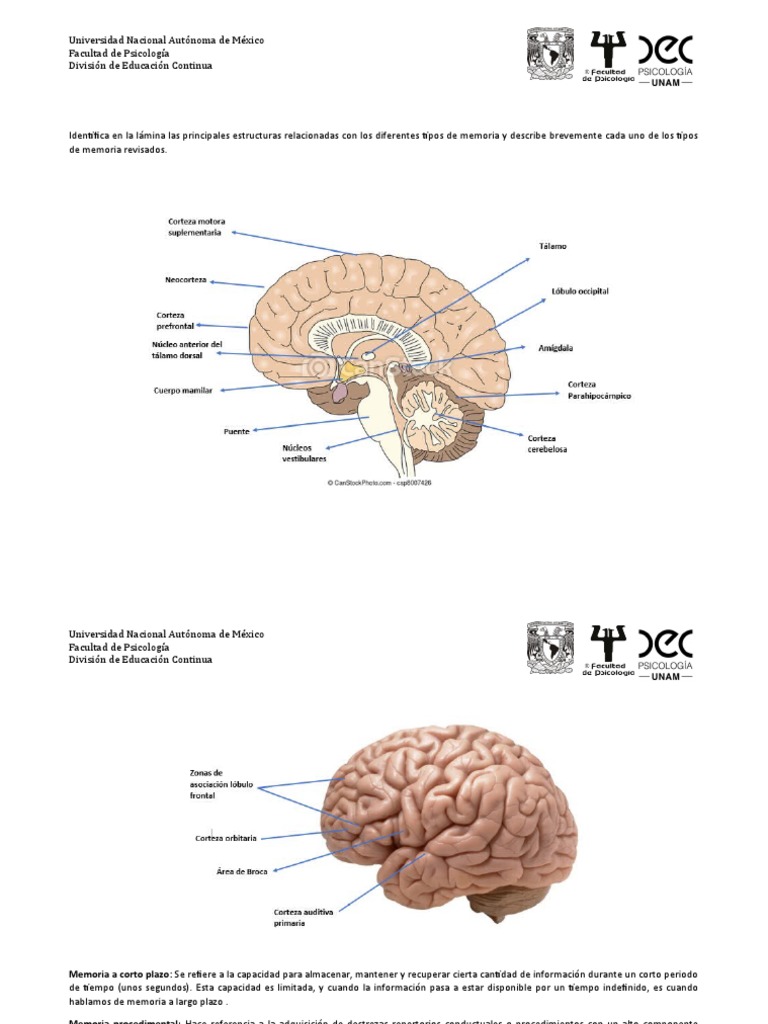 Template Neuroanatomía De La Memoria Y Tipos De Memoria Pdf