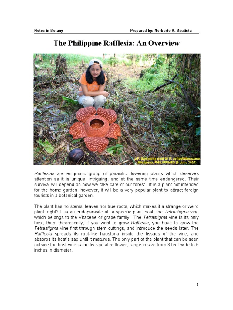 Philippine Rafflesia Species Overview | PDF | Plants | Horticulture And ...