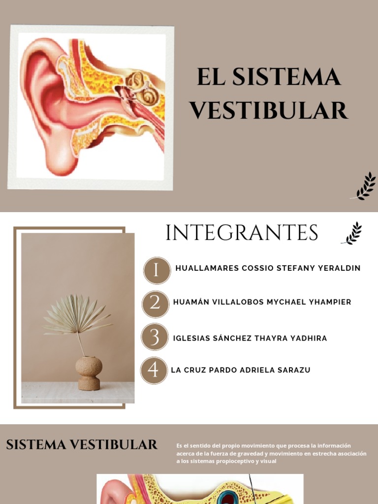 Sistema Vestibular | PDF | Cerebelo | Anatomía