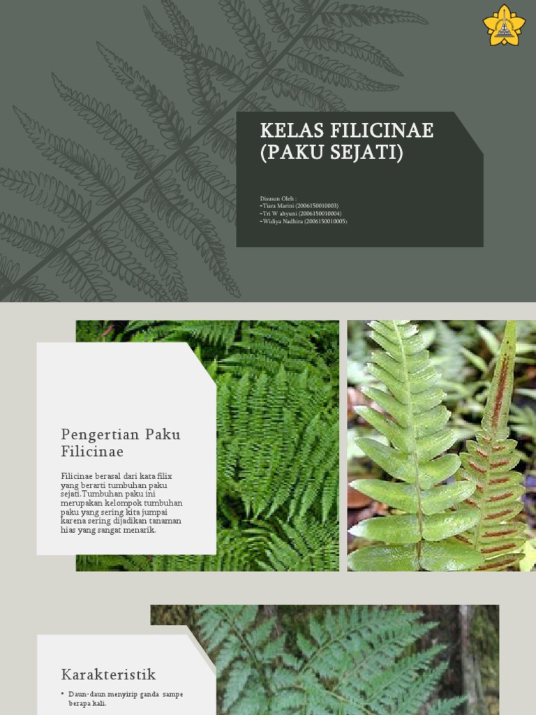Kelas Filicinae (Paku Sejati) Kelompok 4 | PDF