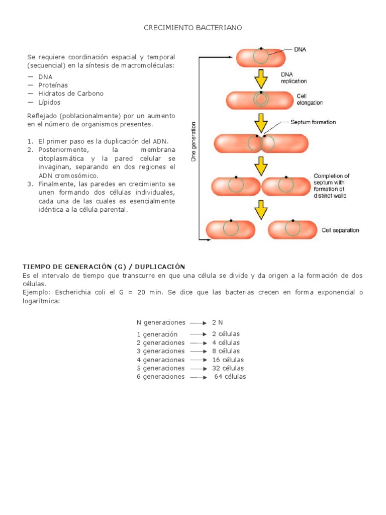 4 - Crecimiento Bacteriano | PDF | Las bacterias | Química