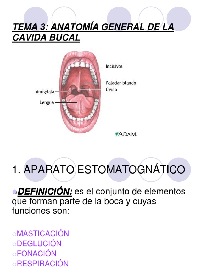Anatomía de la Cavidad Bucal | PDF | Lengua | Vena