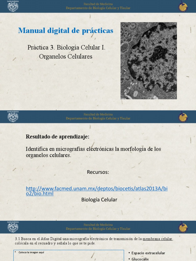 Identificación de Organelos Celulares | PDF | Citoplasma | Membrana celular