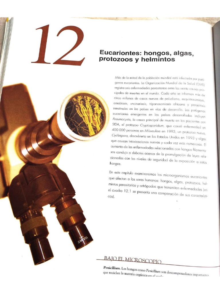 Hongos Tortora (Color) - Compressed | PDF