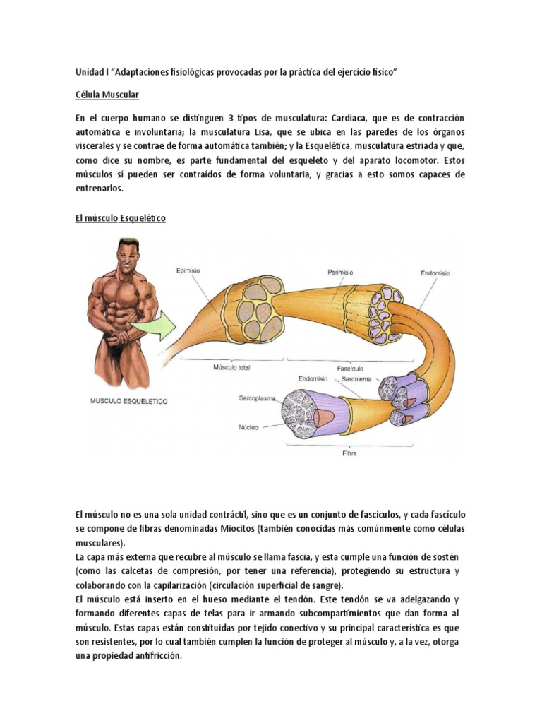 Célula Muscular | PDF | Músculo esquelético | Sistema musculoesquelético