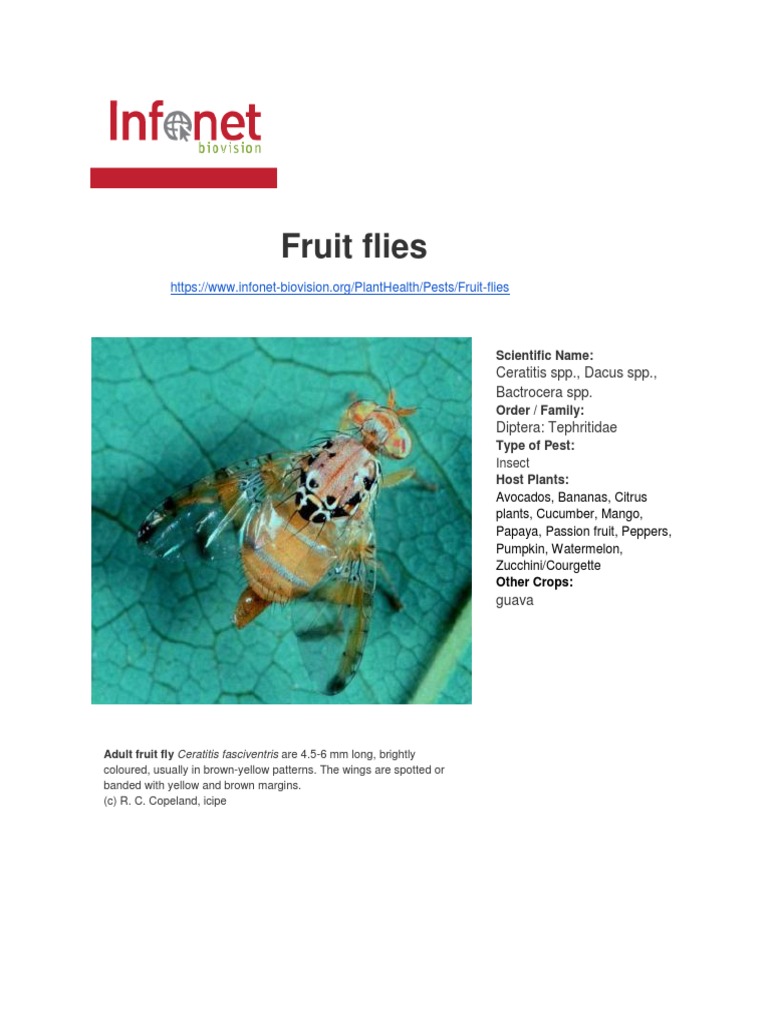 Fruit Flies by Infonet Biovision | PDF | Fly | Agriculture