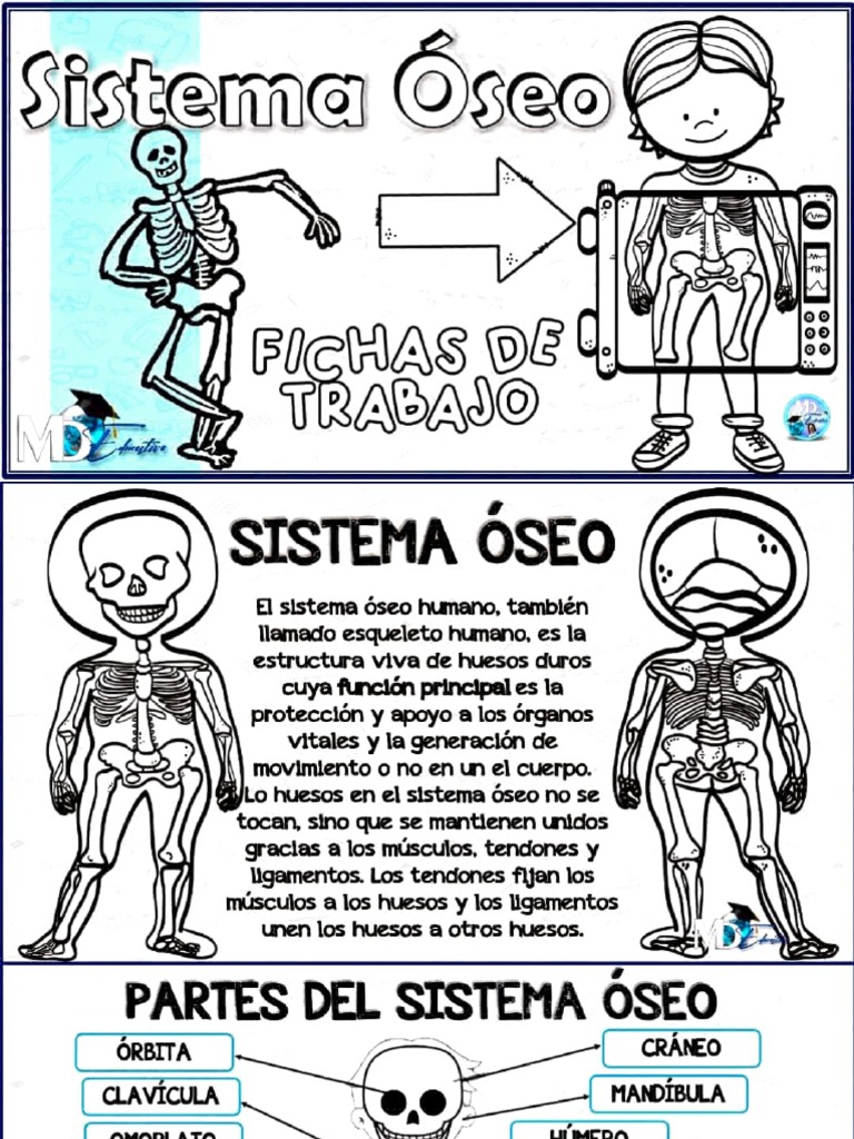Sistema Oseo | PDF | Esqueleto | Cráneo
