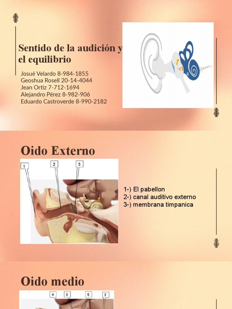 Sentido de La Audicion y Equilibrio | PDF | Oído | Escuchando