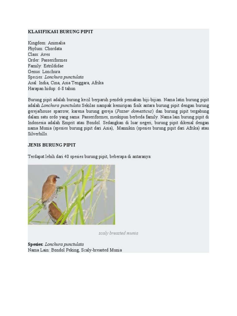 Klasifikasi dan Jenis Burung Pipit | PDF | Griya & Taman
