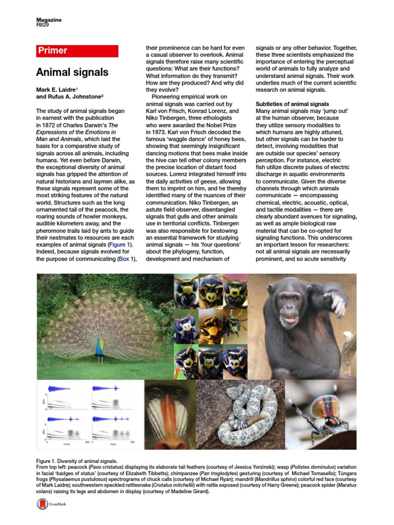Animal Signals | PDF | Perception | Evolution