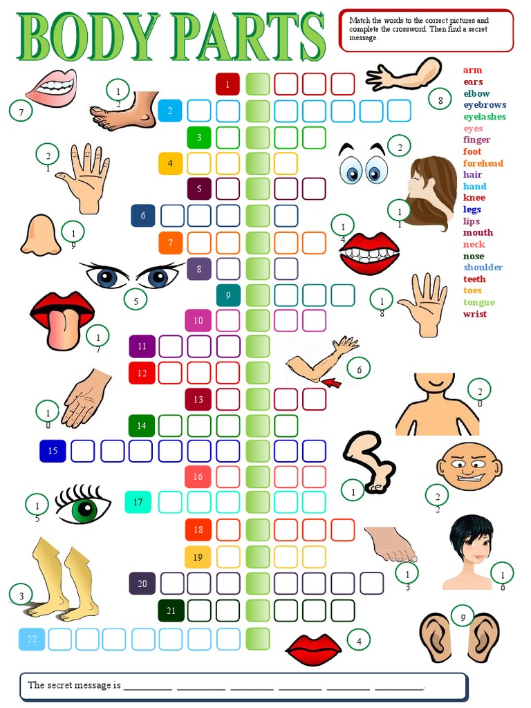 Body Parts Activity | PDF | Human Anatomy