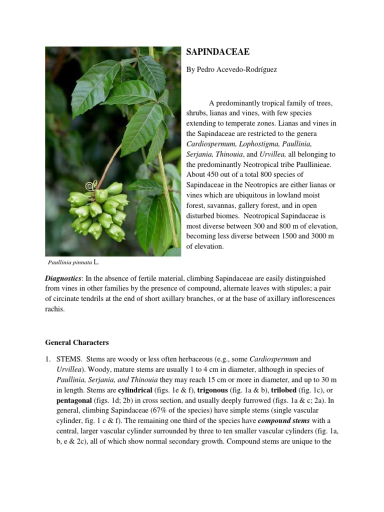 Neotropical Lianas and Vines of Sapindaceae | PDF