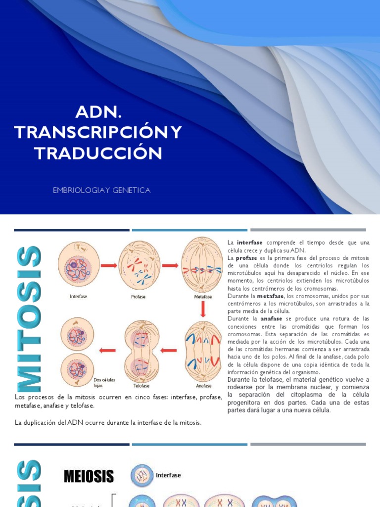 Repaso | PDF | Mitosis | Adn