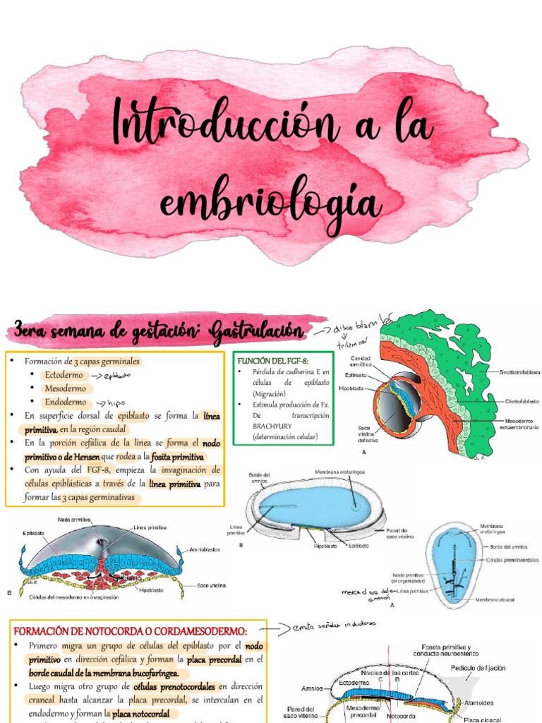 EMBRIOLOGÍA | PDF | Neurociencia | Sistema nervioso