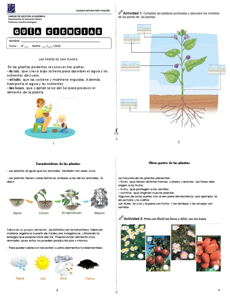 Partes y Necesidades de las Plantas | PDF | Plantas | Alimentos