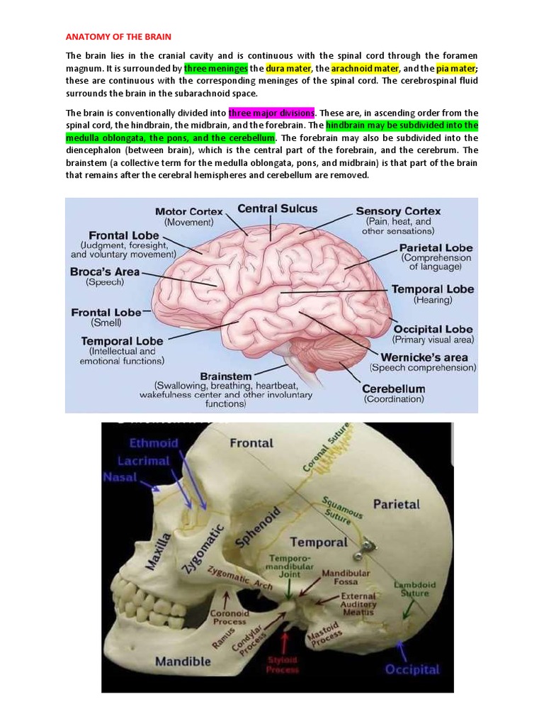 Anaphy Notes Brain | PDF