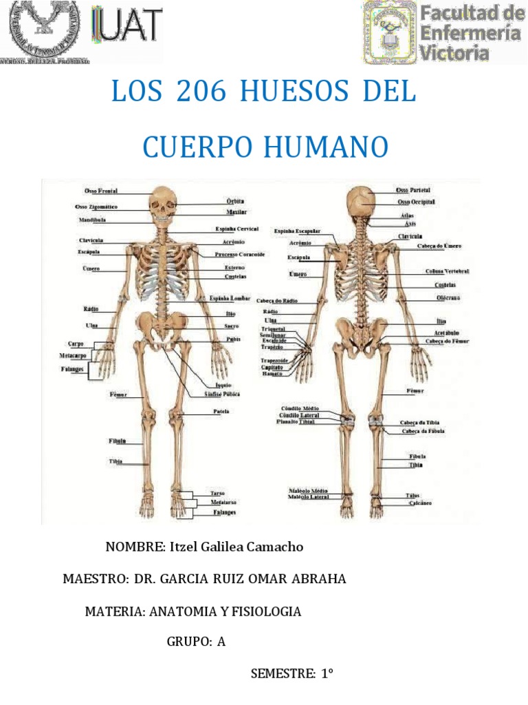 Anatomia Y Fisiologia Los 206 Huesos Del Cuerpo Humano Pdf Vértebra