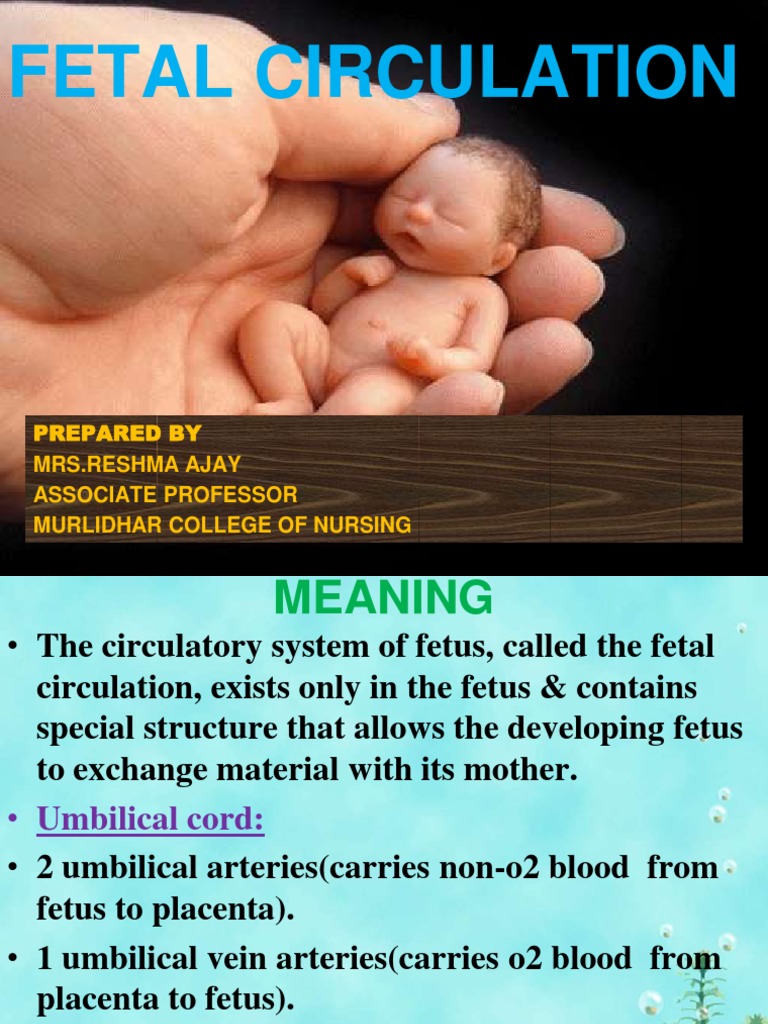 Fetal Circulation | PDF | Fetus | Atrium (Heart)