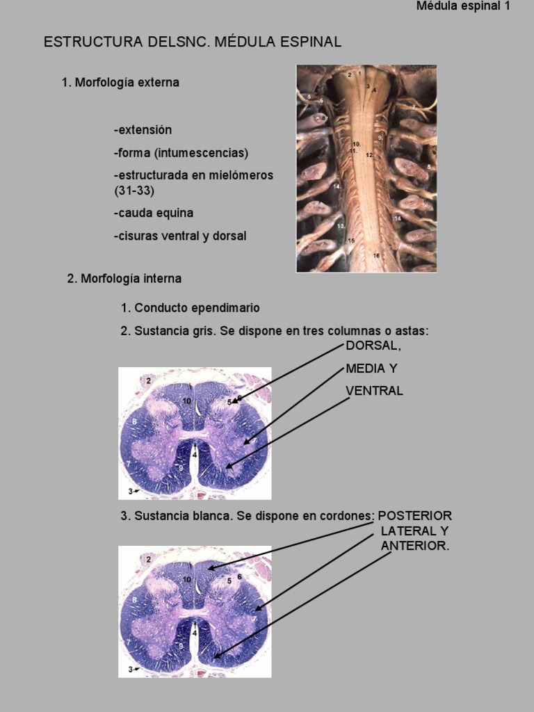 Tema 3.MEDULA Introduccion | PDF