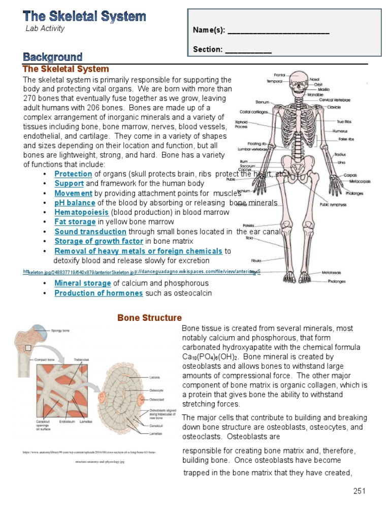 Skeletal System Lab Activity Guide | PDF | Bone | Osteoblast
