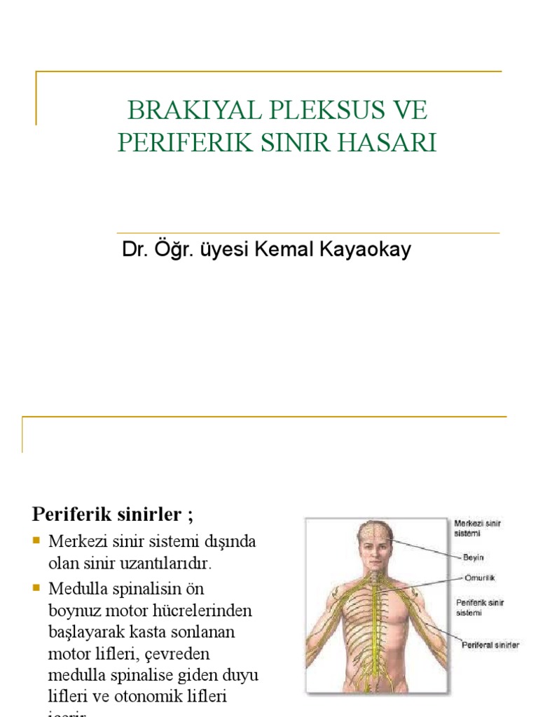 Brakiyal Pleksus Ve Periferik Sinir Hasarı | PDF