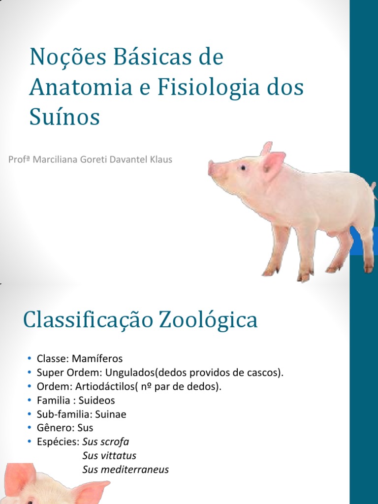 Aula 3 - Noções Básicas de Anatomia e Fisiologia Dos Suínos | PDF ...