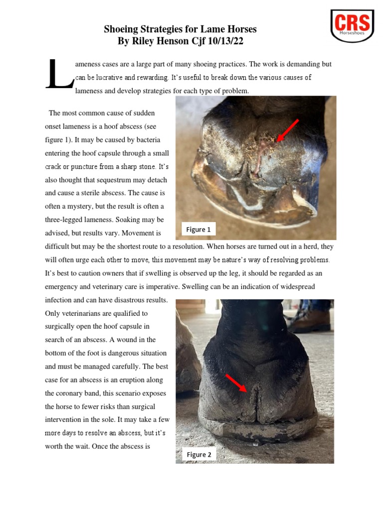 Shoeing Strategies For Lame Horses | PDF | Medical Specialties ...
