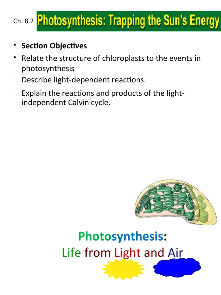 Light Dependent and Independent Reaction | PDF | Photosynthesis ...