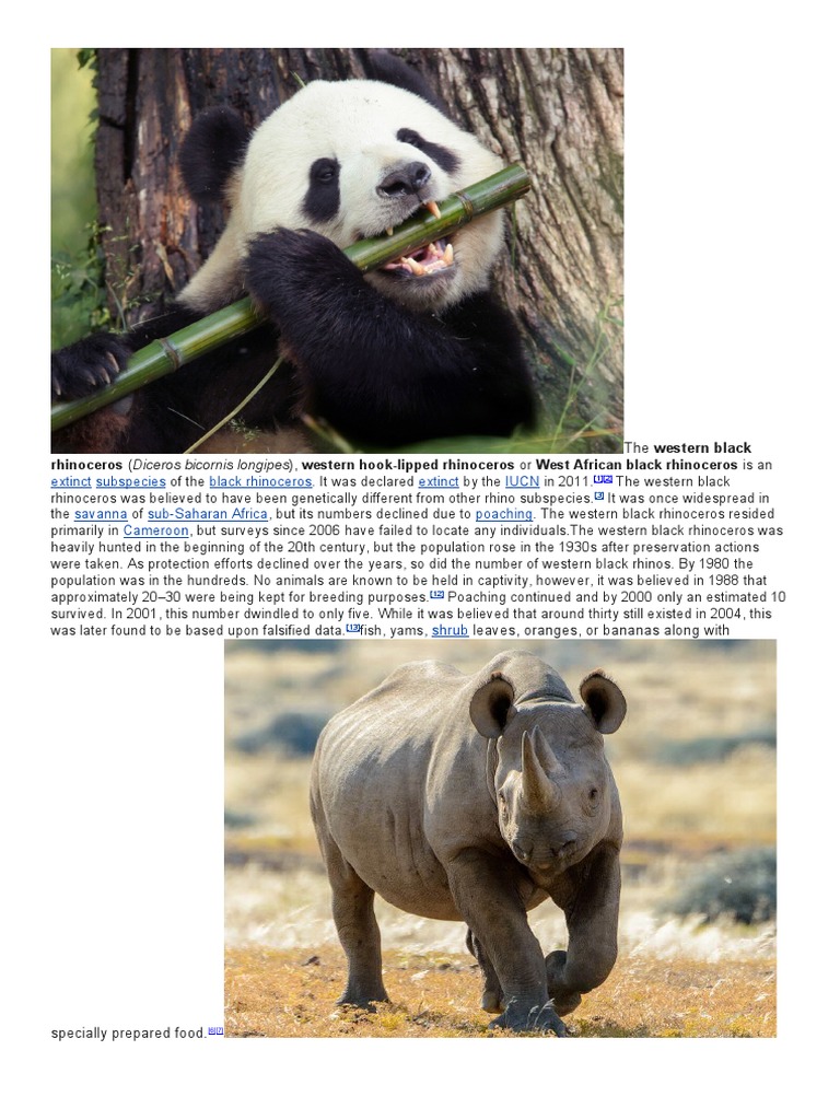 The Western Black Rhinoceros | PDF