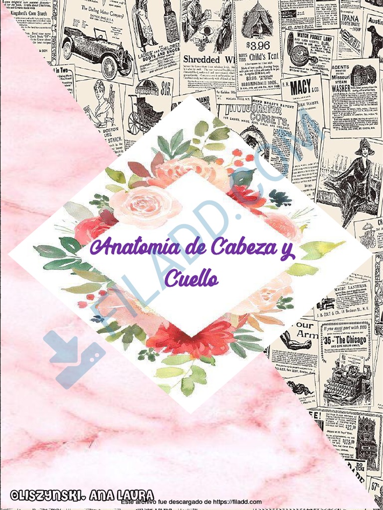 Resumen Cabeza Y Cuello Pdf Anatomía Cabeza Y Cuello Humanos