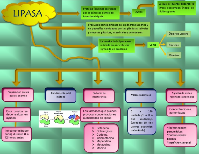 Esquema Lipasa | PDF | Páncreas | Especialidades Medicas