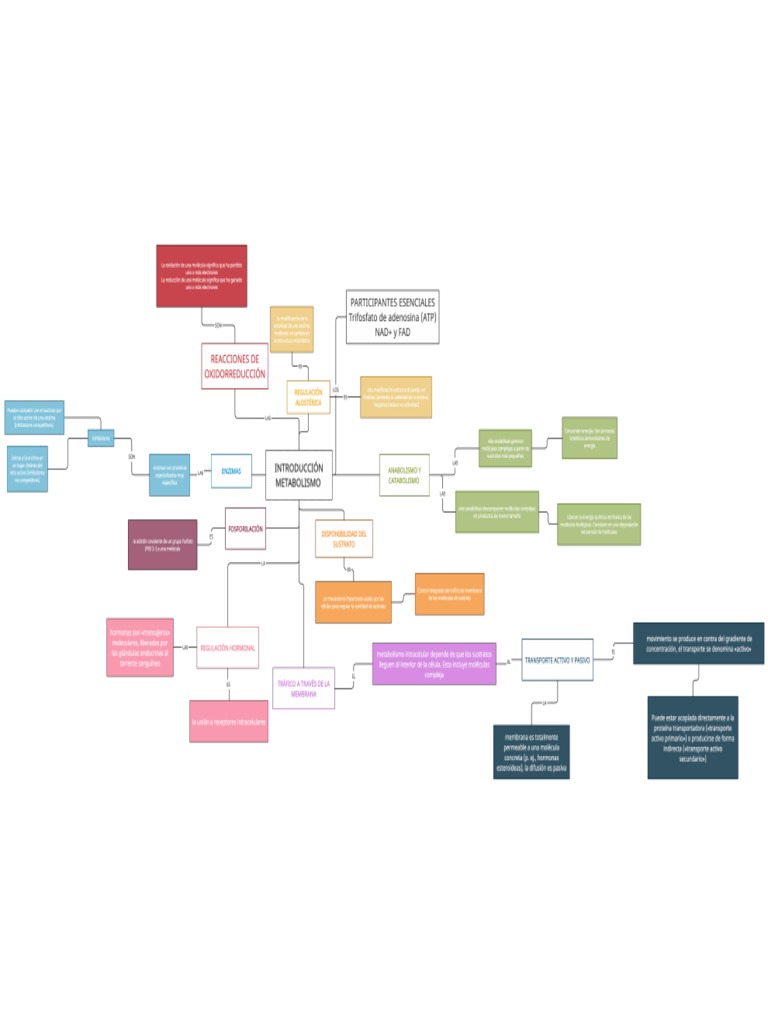 Mapa C. Metabolismo | PDF