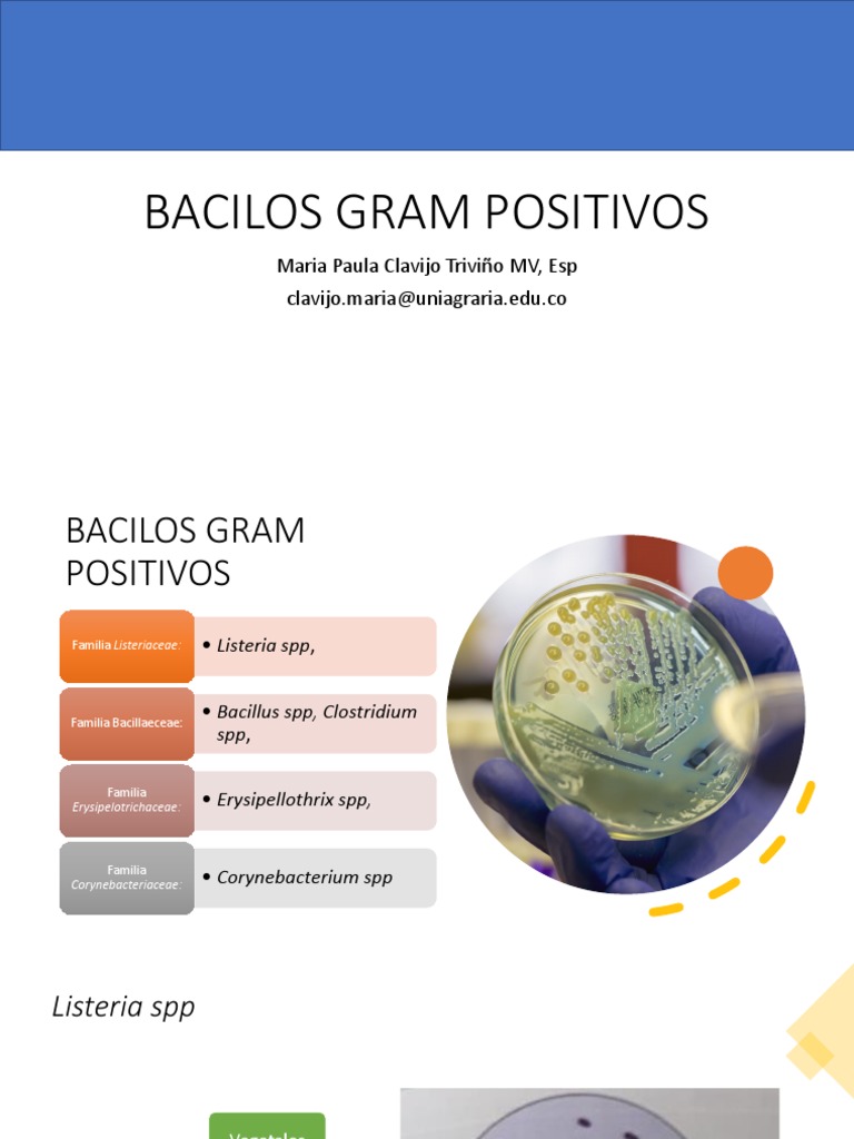 Bacilos Gram Positivos: Características y Enfermedades | PDF | Bacilo ...