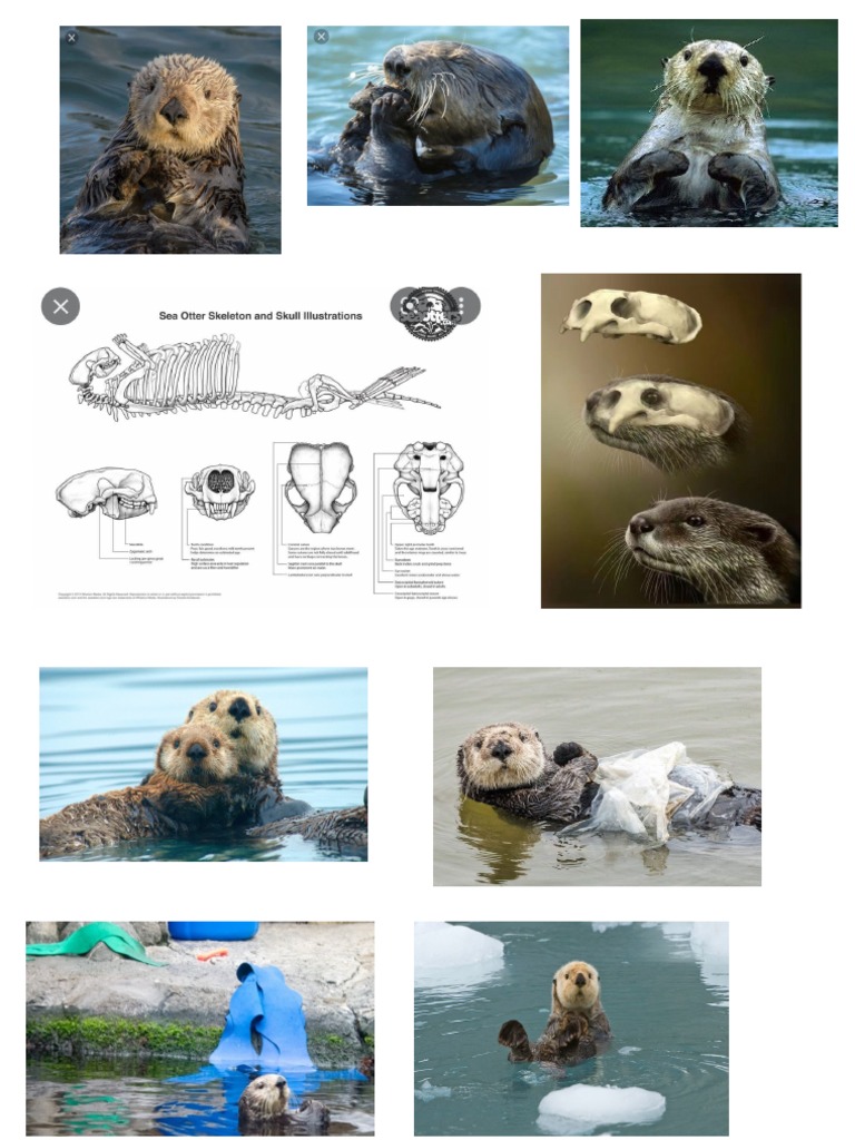 sea otter | PDF