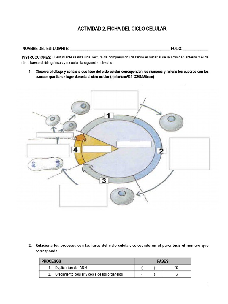 Hoja De Trabajo Sobre Las Fases Del Ciclo Celular EL CICLO CELULAR EN