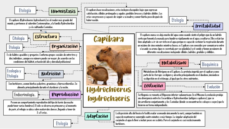 Cartel Capibara | PDF | Biología