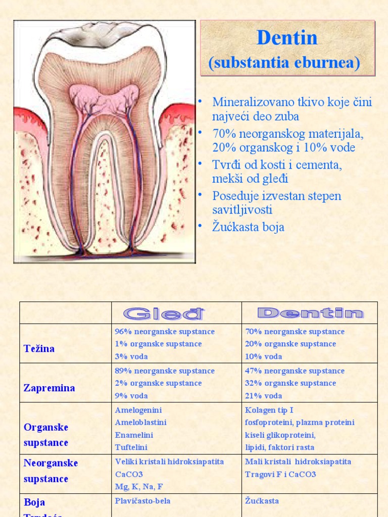 Dentin | PDF