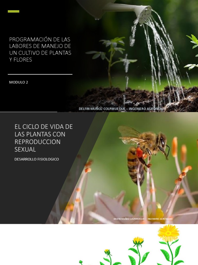 Modulo 2 - Tema 1 - Introduccion y Semillas | PDF | Plantas | Siembra