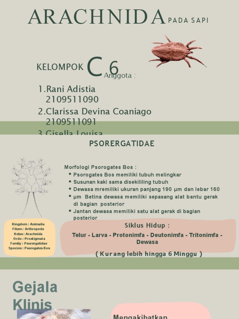 c6 - Parasitologi - Arachnida Pada Sapi | PDF