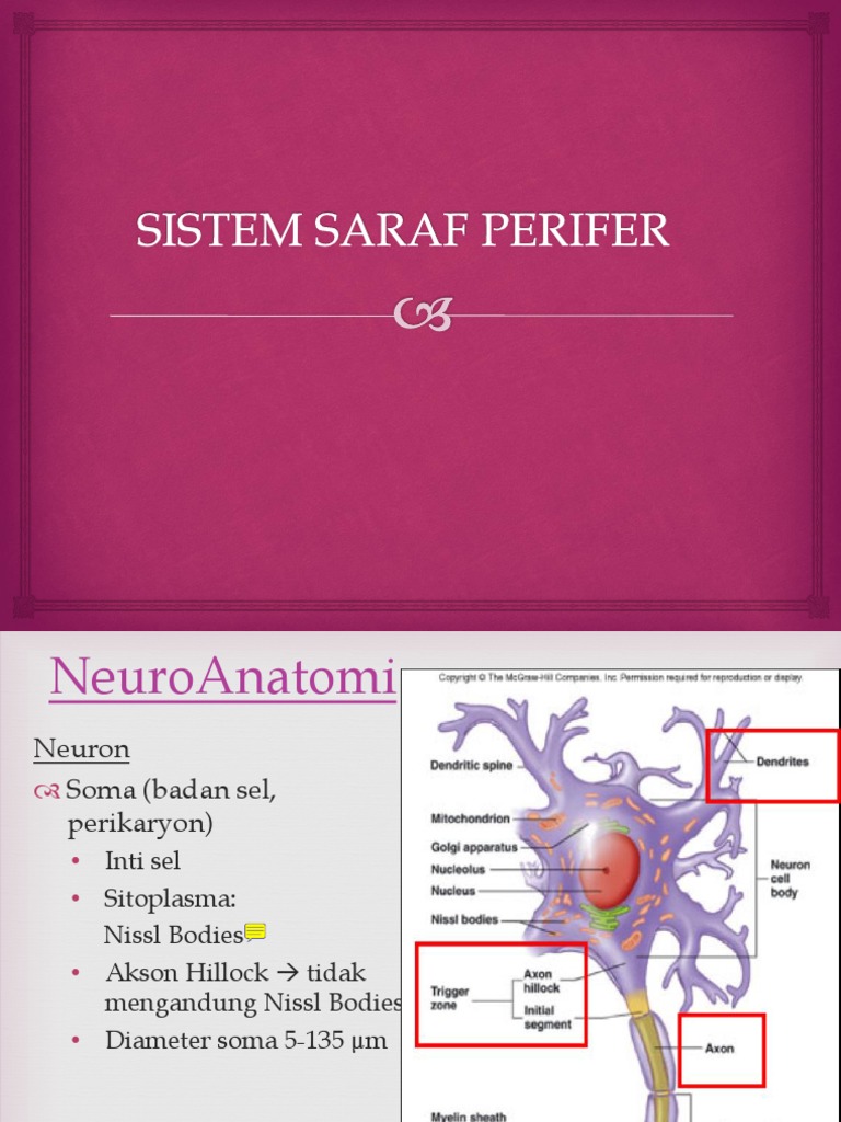 Sistem Saraf Perifer | PDF | Sains & Matematika