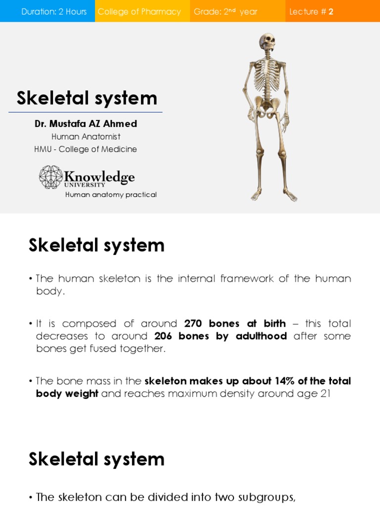2 - Skeletal System P | PDF